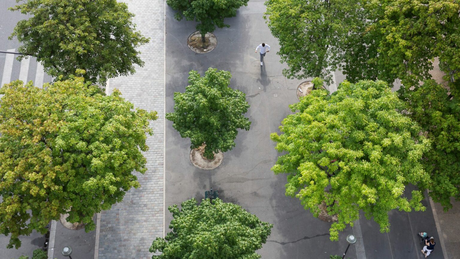 La Mairie de Paris s'engage à revoir ses prévisions d'abattage d'arbres ...